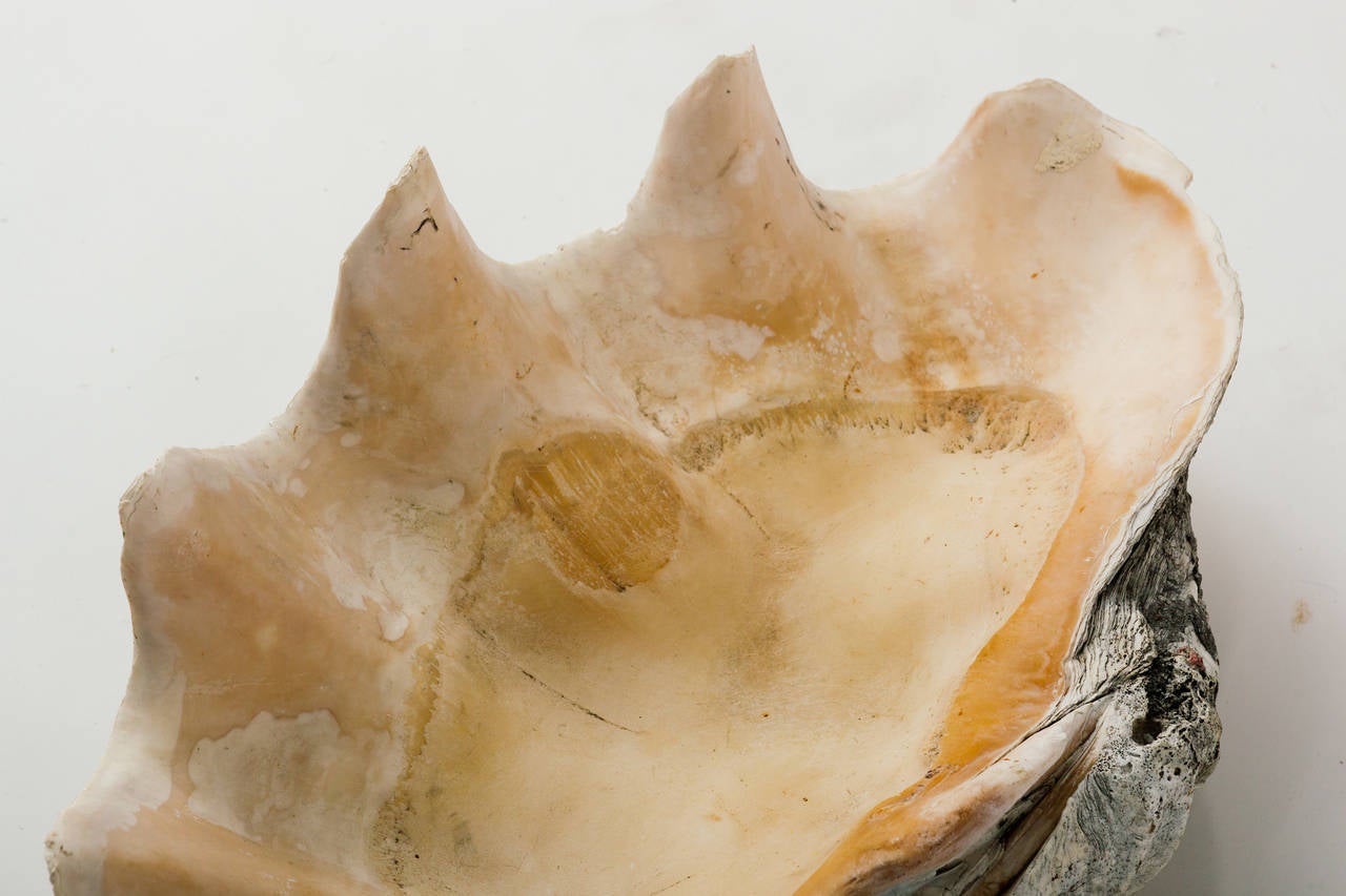 Giant Natural Clamshell at 1stDibs
