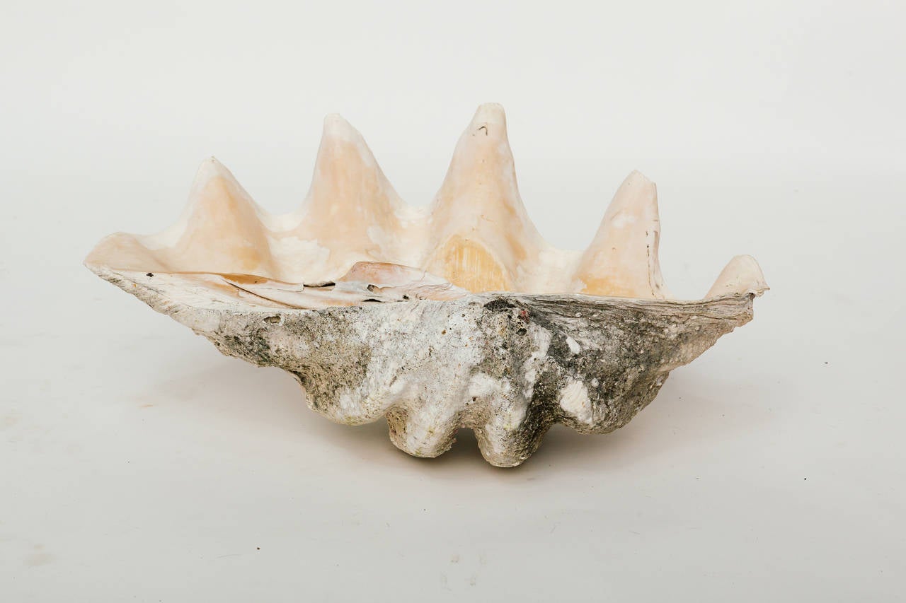 Giant Natural Clamshell at 1stDibs