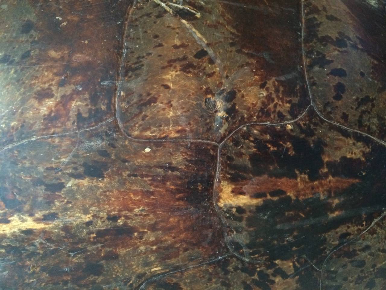 Monumental 19th Century Sea Turtle Shell For Sale at 1stDibs ...