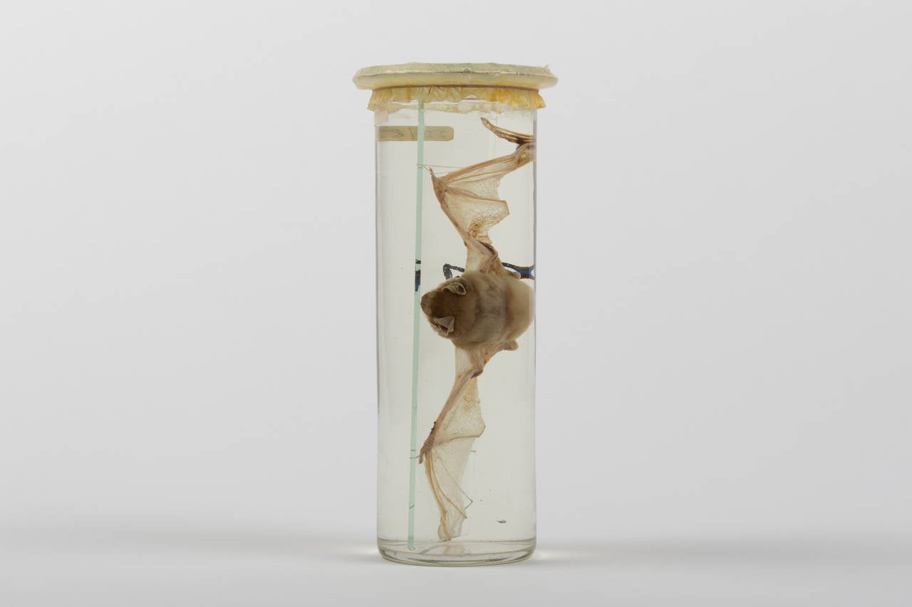 19th Century Fluid-Preserved Bat Specimen For Sale at 1stDibs | bat ...