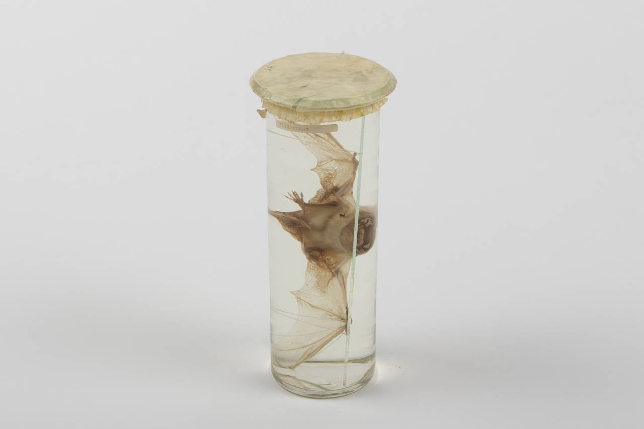 19th Century Fluid-Preserved Bat Specimen For Sale at 1stDibs | bat ...