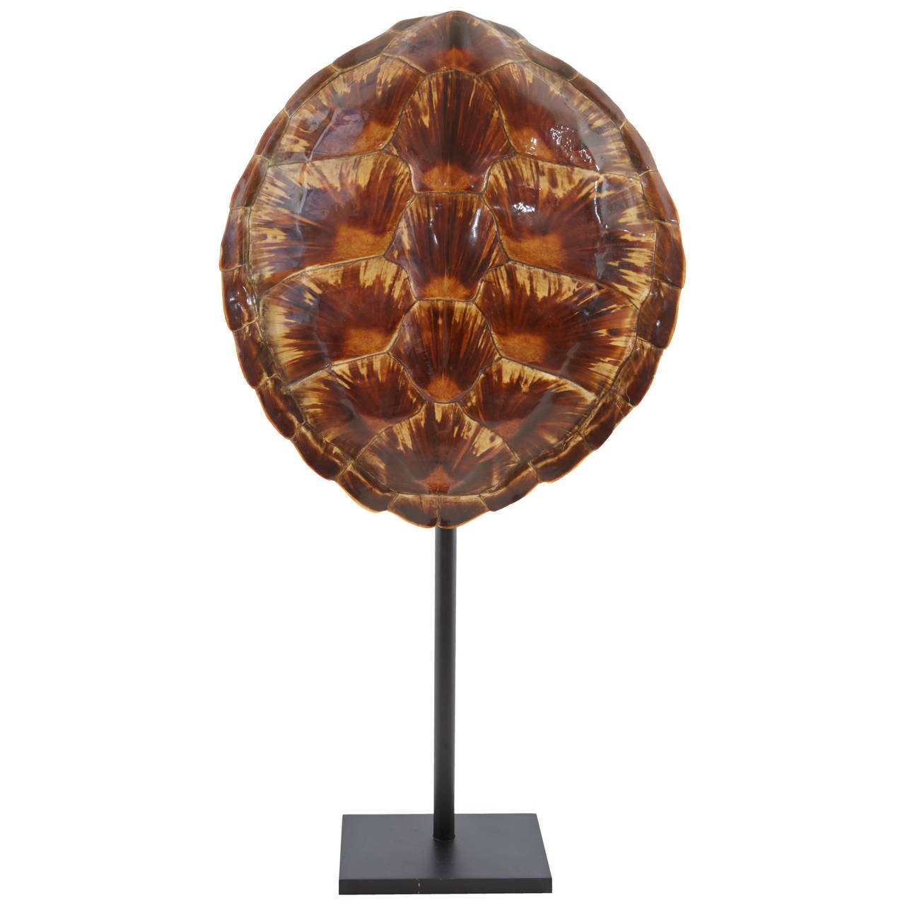 Antique French Tortoise Shell at 1stDibs