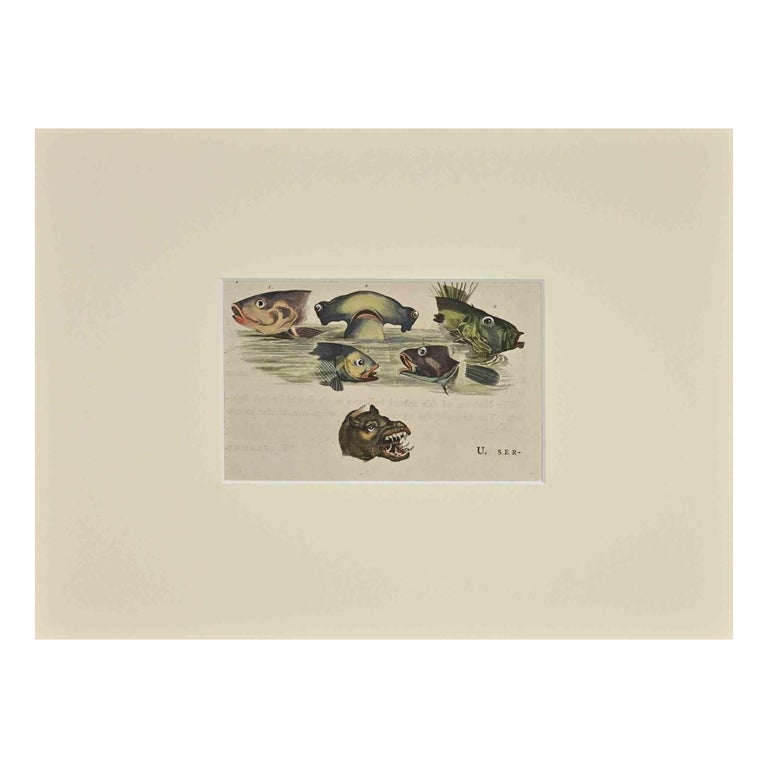 Thomas Holloway - Sea Creatures - Etching by Thomas Holloway - 1810 For ...