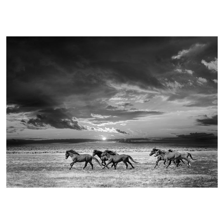 Shane Russeck - Black and White Photography of Wild Horses, 36x48 "Chasing the Light" Mustangs ...