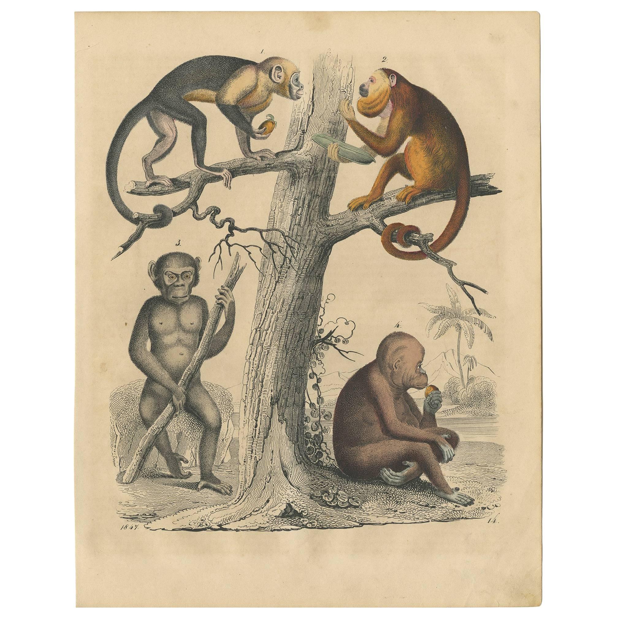 Antique Animal Print of various Monkeys by C. Hoffmann, 1847 at 1stDibs