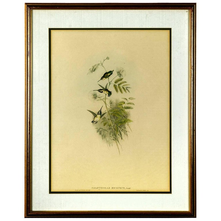 Hummingbirds Ornithological Colored Lithograph by John Gould at 1stDibs