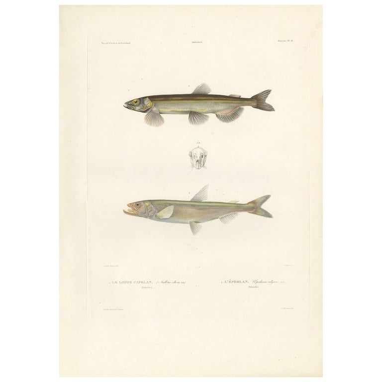Antique Fish Print of the Capelin 'or Caplin' and the 'European' Smelt ...