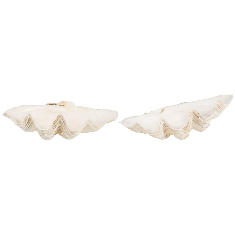 Two Large Compatible Clam Shells at 1stDibs