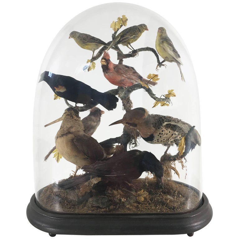 English Victorian Taxidermy Bell Jar, Cloche Diorama, Birds, Chipmunk ...