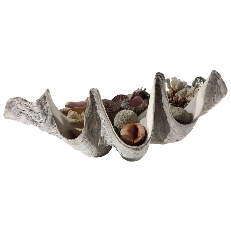 Giant South Pacific Clam Shell Filled with Various Coral's and Shells ...