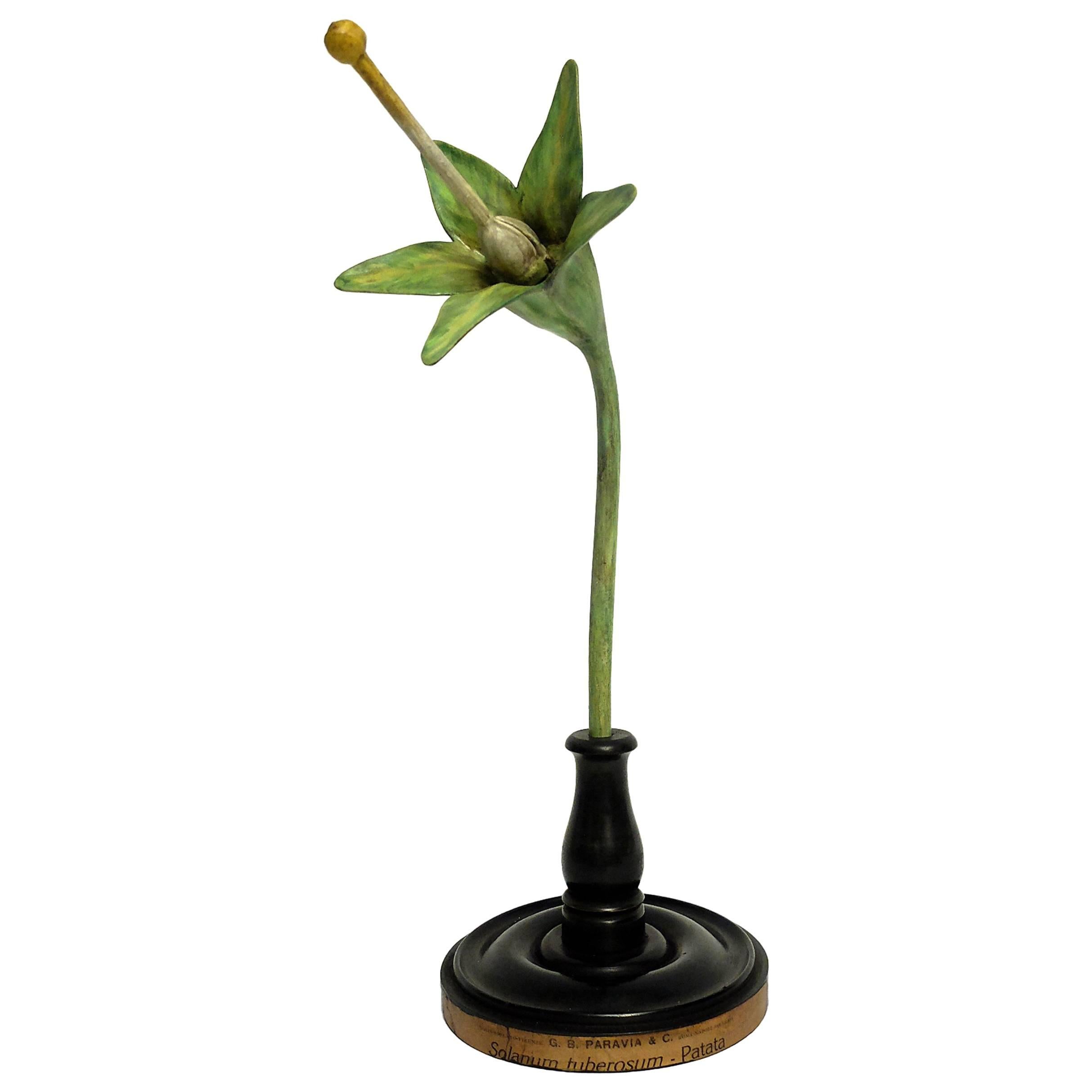 Botanic Flower Model Scientific Specimen, Milan Paravia, circa 1900 For ...
