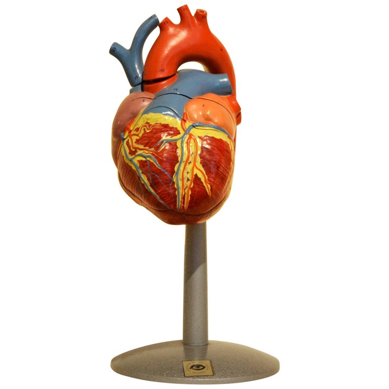 1960s Vintage Anatomical Heart Model with Five Removable Parts from DDR ...