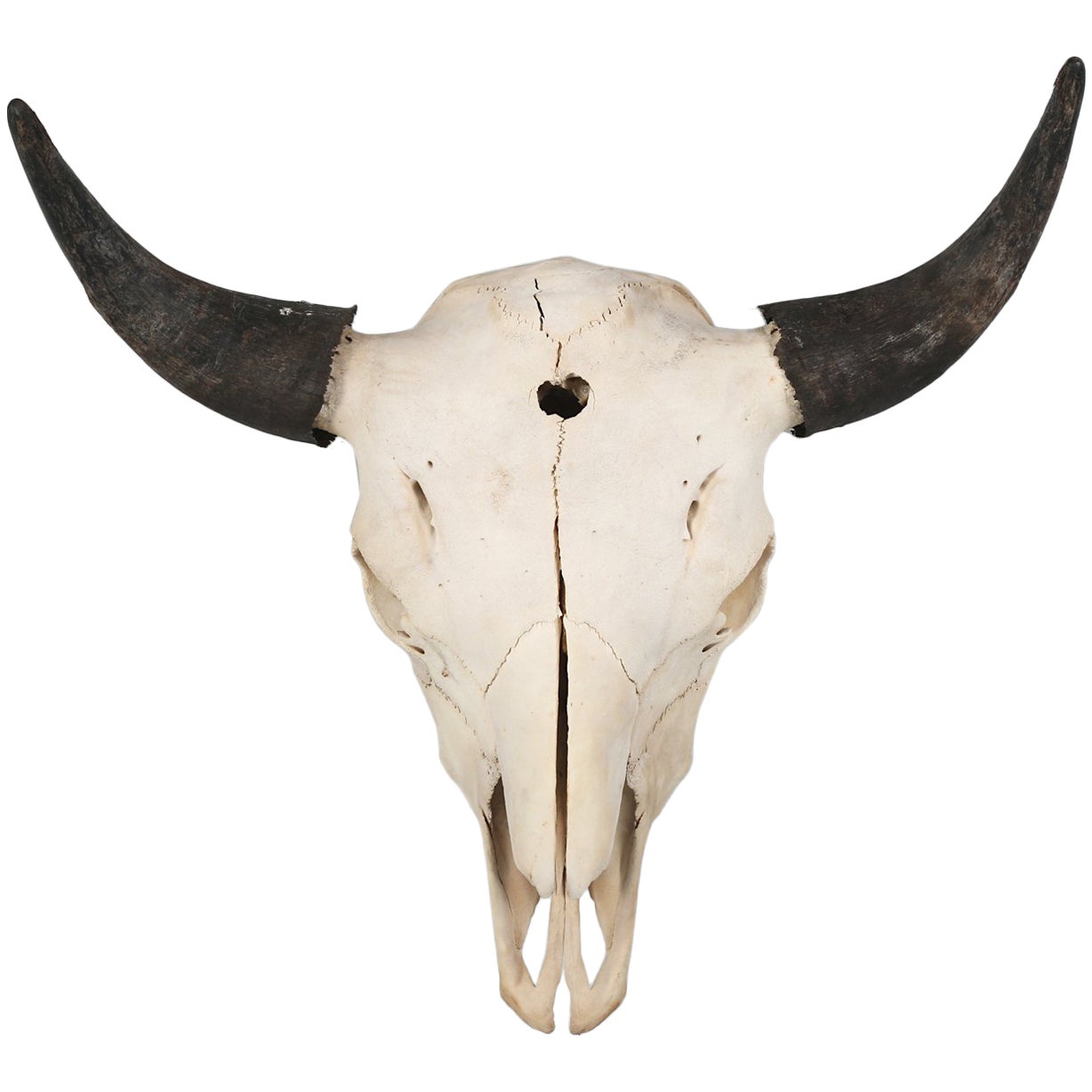 Large Megacerops Fossil Skull at 1stDibs