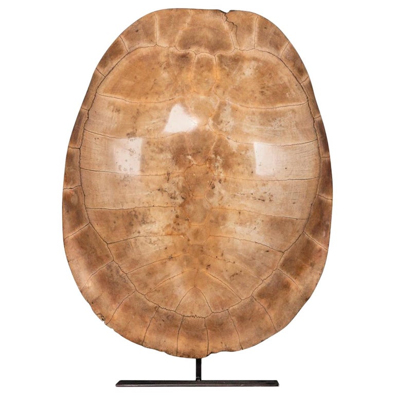 Late 19th Century "Blonde" Turtle Shell, on a Lamp Mounted Stand at 1stDibs