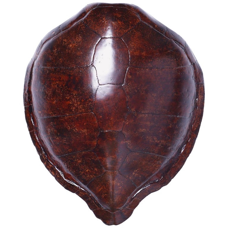 Large Antique Turtle Shell at 1stDibs