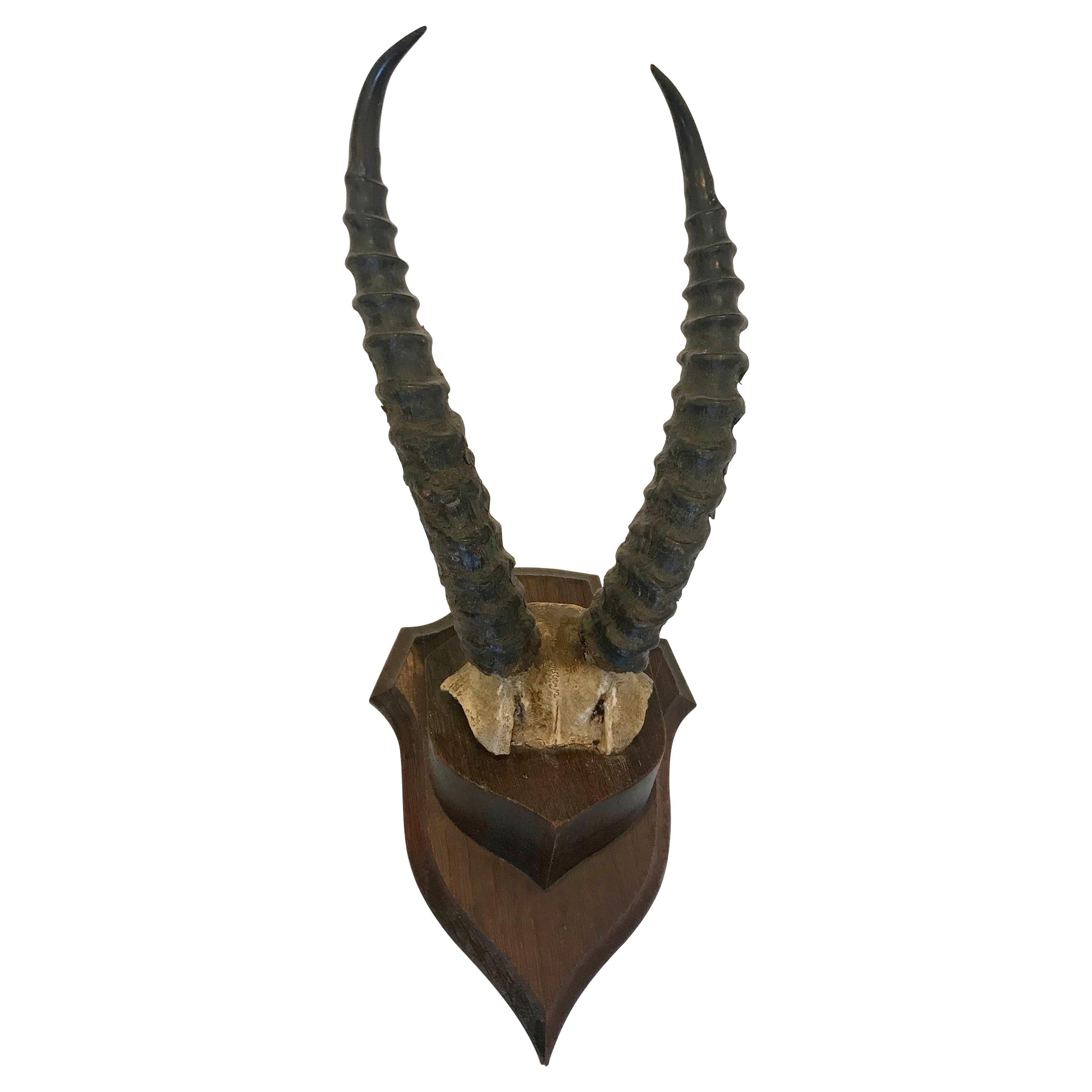 Antelope Antlers Mounted on a Double Plaque with Oak Shield Back For ...