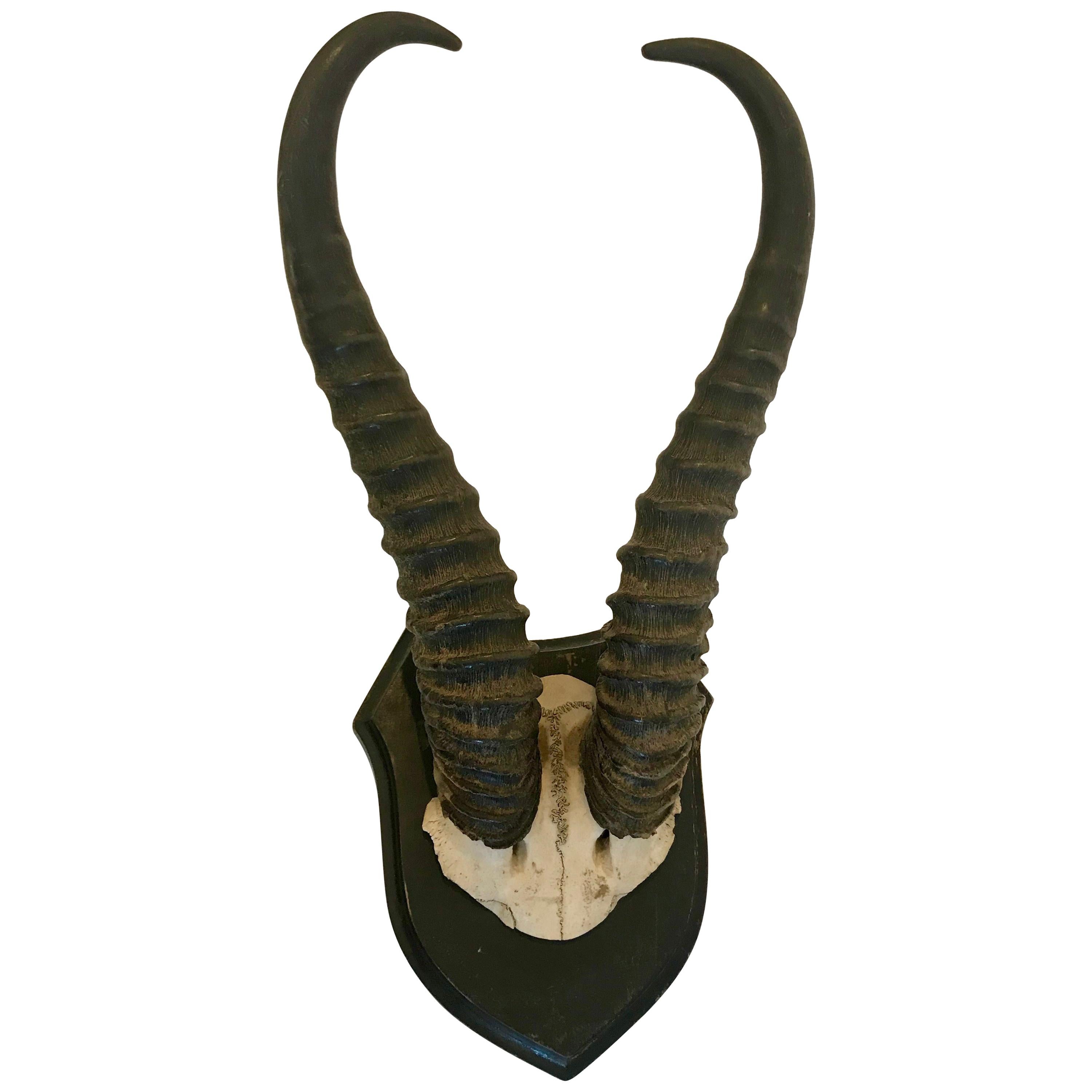 Vintage Antelope Antlers Mounted on Black Shield Shaped Plaque For Sale ...