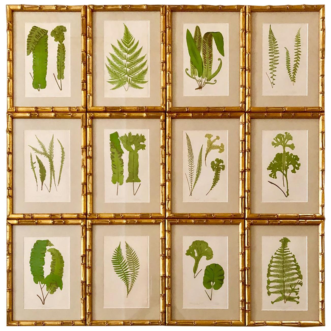 Set of Twelve Framed Hand Colored Fern Prints by E.J. Lowe at 1stDibs