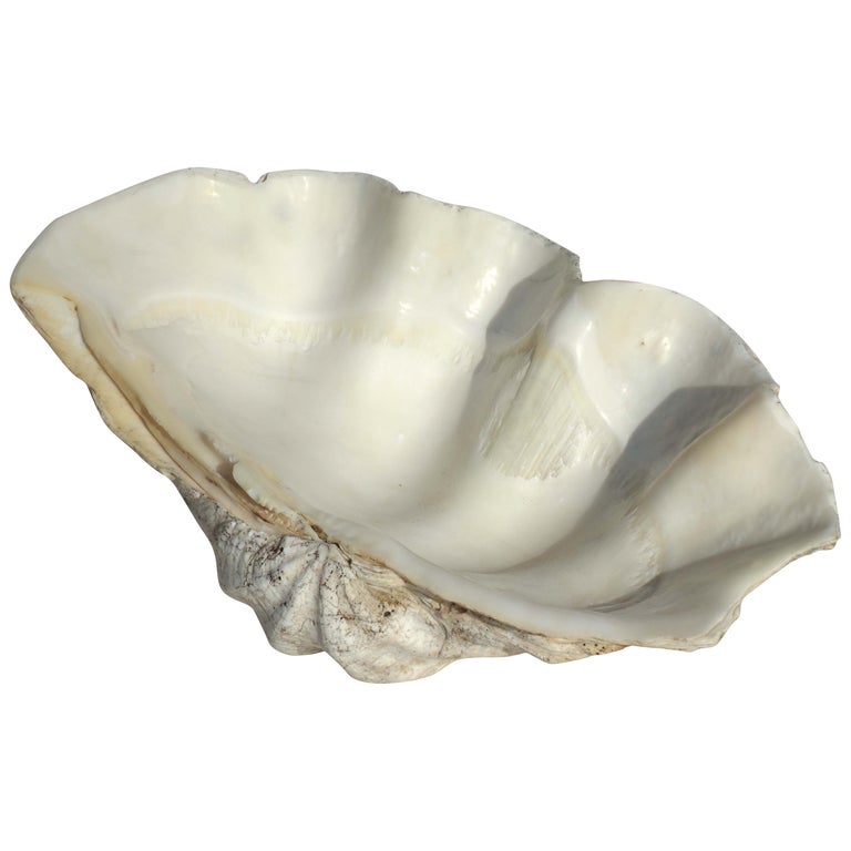 Giant Tridacna Clam Shell at 1stDibs