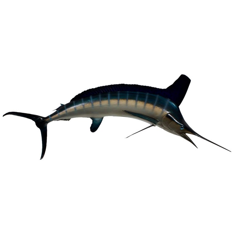 Marlin Skin Mount Taxidermy Fish at 1stDibs | taxidermy fish for sale ...