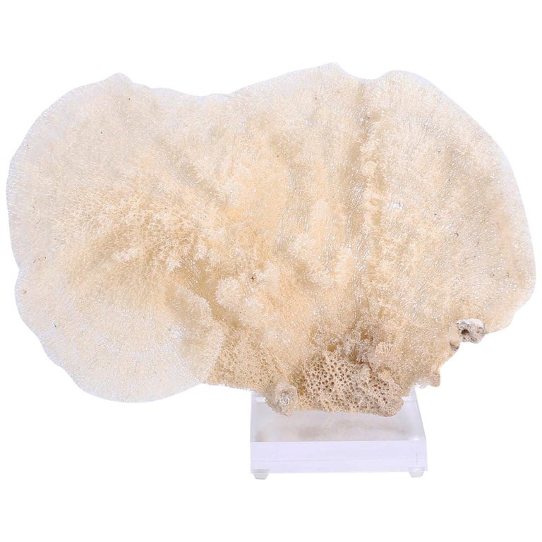 Sea Sponge Specimen Mounted on Lucite at 1stDibs