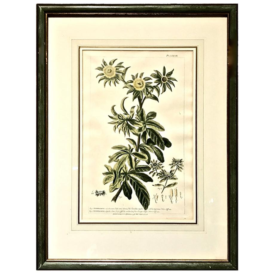 Botanical Engravings, circa 1750, Set of 4 at 1stDibs