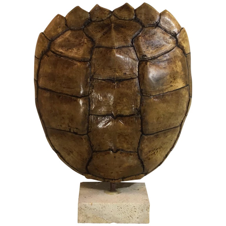 Genuine American Frash Water Snapping Turtle Shell at 1stDibs
