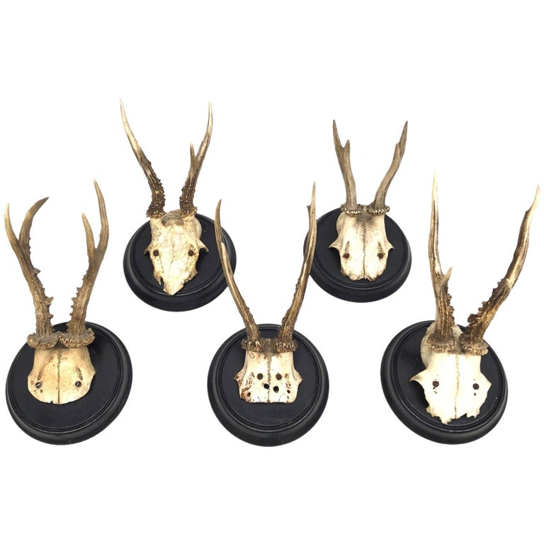 Five Antique Black Forest Deer Antler Trophies, German, 1900s at 1stdibs
