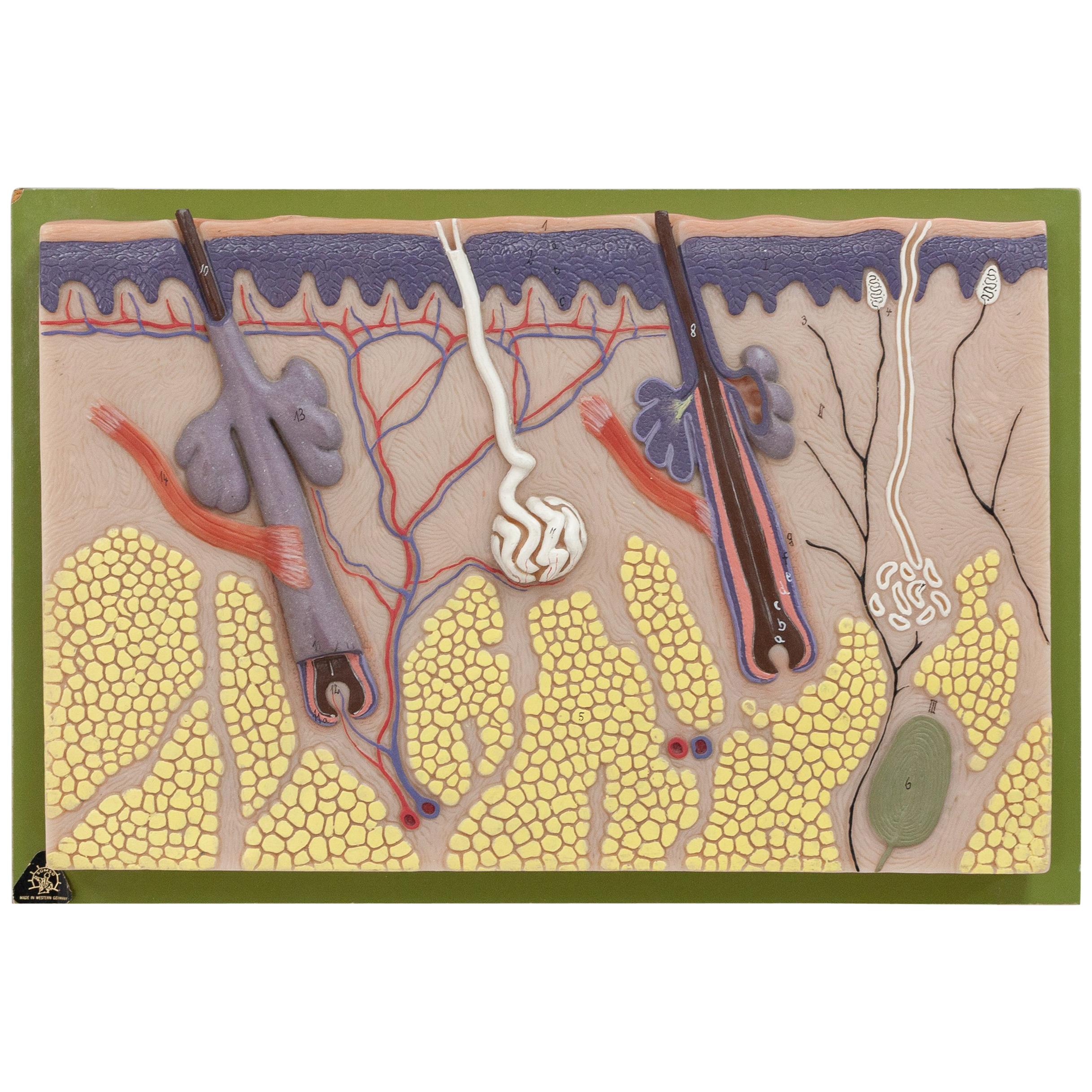 1900's Medical Display Cabinet at 1stDibs