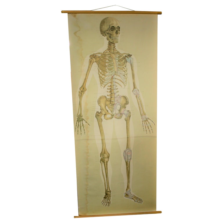 Antique Linen Skeleton School Poster, 1920s at 1stDibs