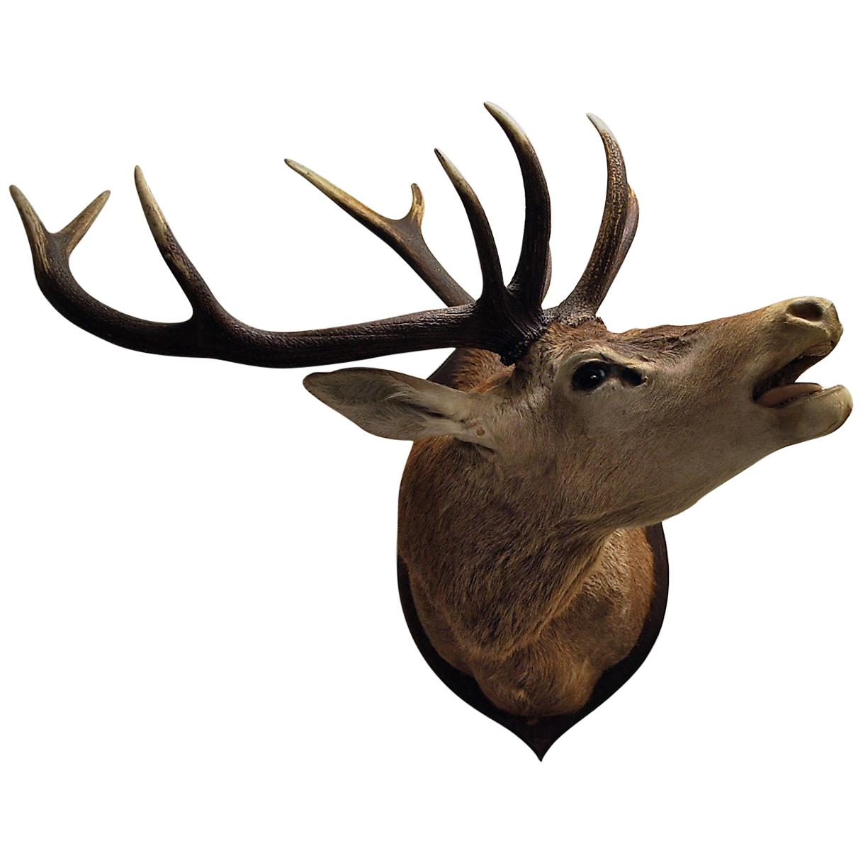 Real Stag Head - 6 For Sale on 1stDibs
