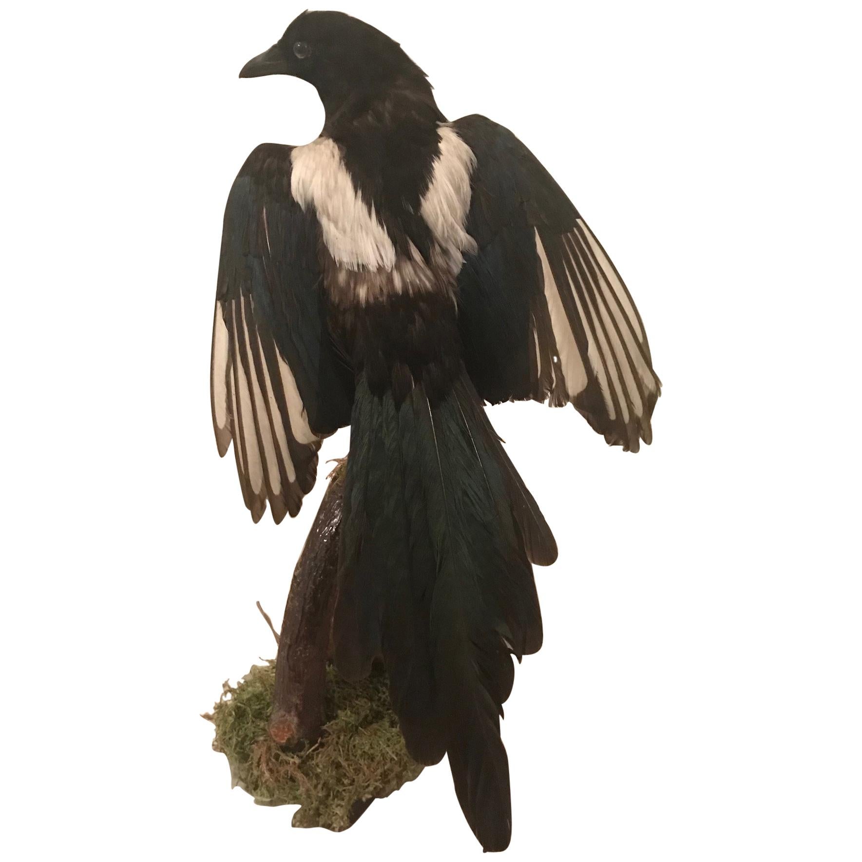 Vintage Belgian Taxidermy Ekster 'Magpie' Bird For Sale at 1stDibs