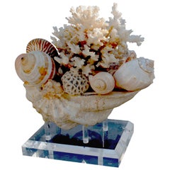 Large Shell Arrangement on Lucite Stand Centrepiece For Sale at 1stDibs