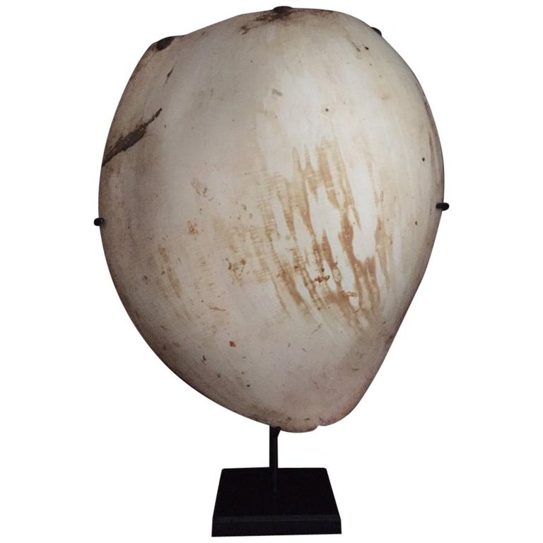 Early 20th Century Pectorial Shield Shell Papua New Guinea at 1stDibs