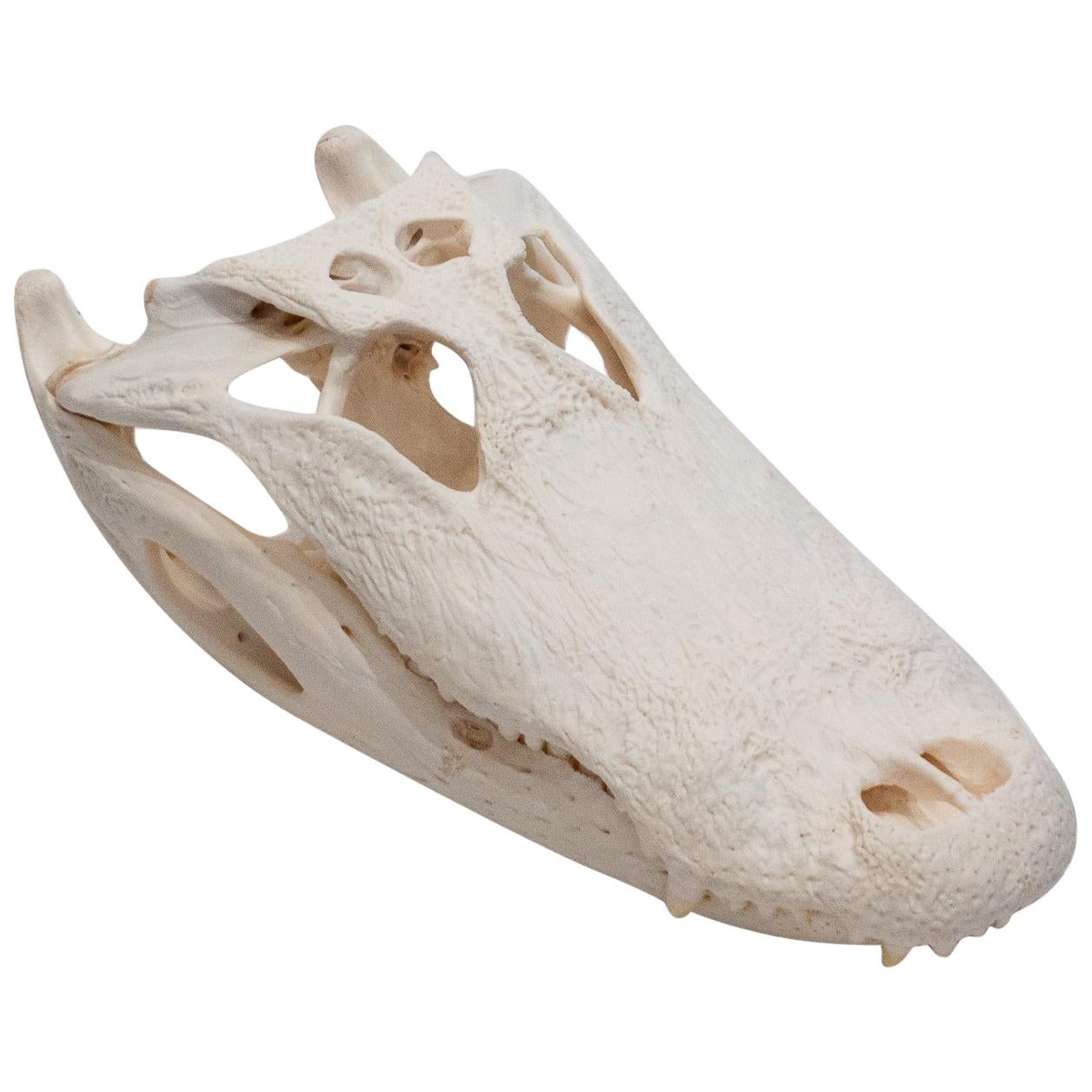 Authentic Very Large Alligator Skull For Sale at 1stDibs | alligator ...