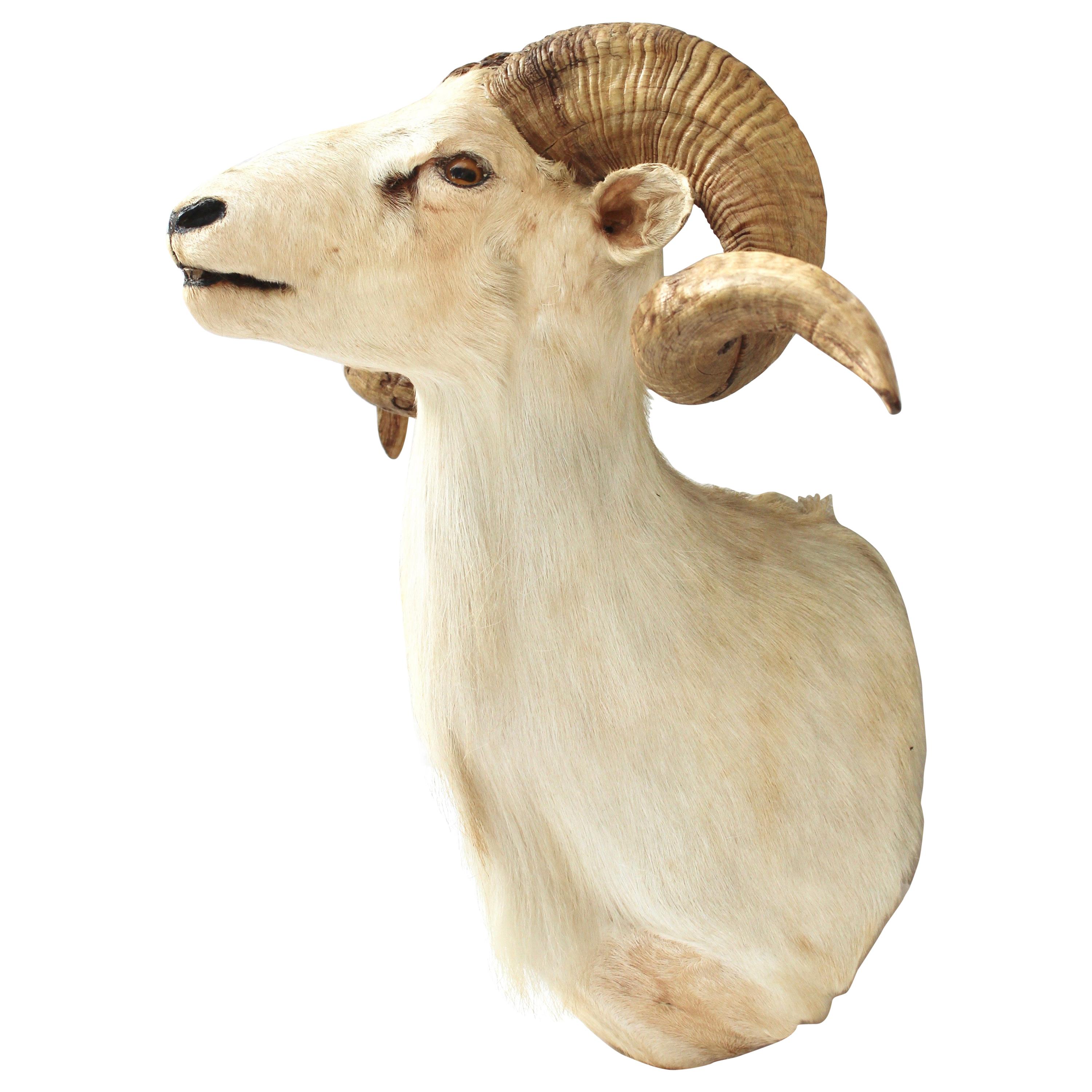 Taxidermy Sheep Wall Mount at 1stDibs | sheep taxidermy, sheep mount