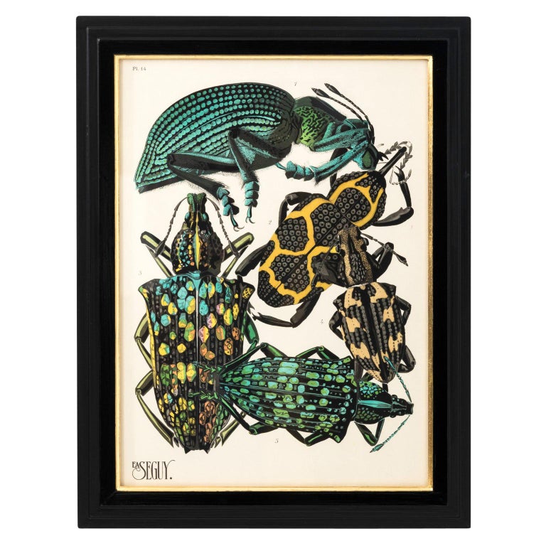 Set of 10 Butterfly And Insect Prints by E.A. Seguy For Sale at 1stDibs