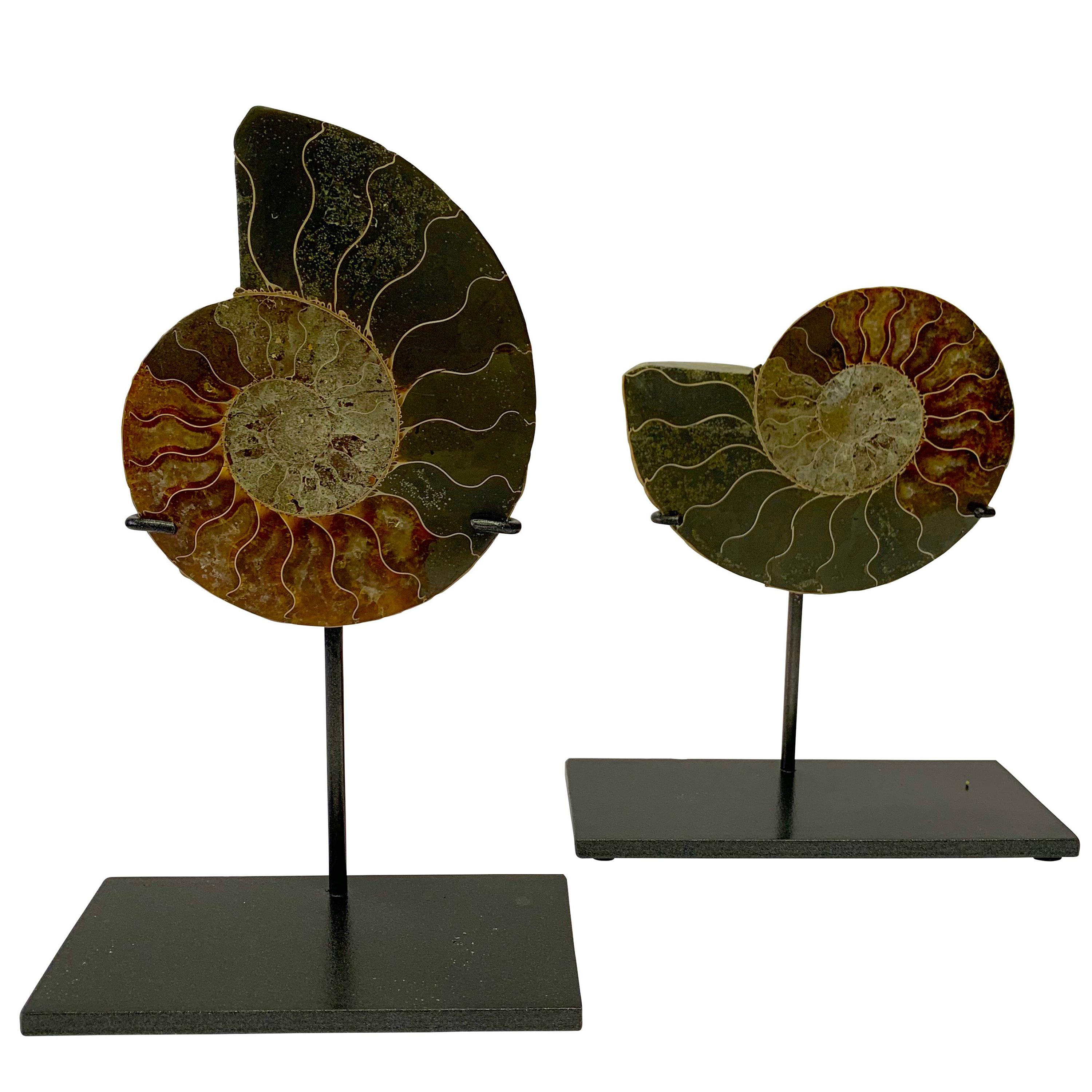 Prehistoric Madagascar Pair of Ammonite Sculptures on Stands at 1stDibs ...