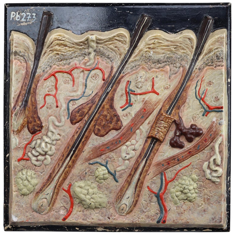 Anatomical Teaching Model Wood and Plaster on Metal Base CZ, 1930s For ...