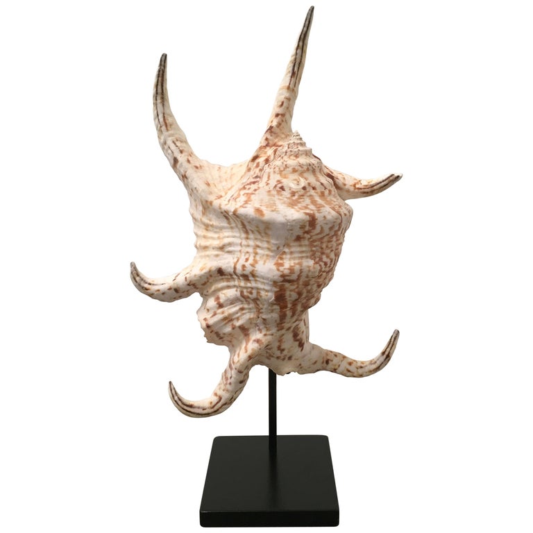 Vintage 1980s Spider Conch Shell Mounted on a Custom Display Stand at ...