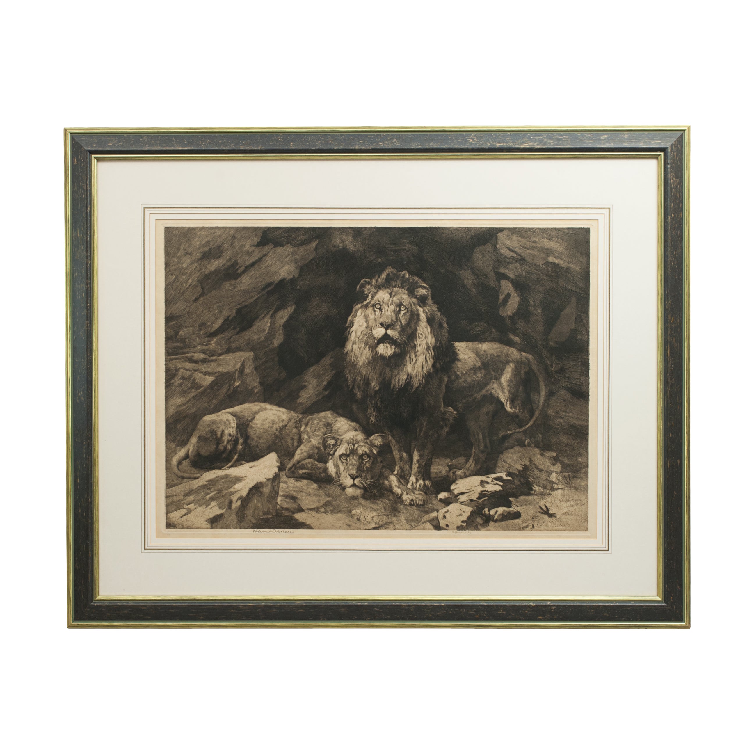 Antique Lion Etching, 'The King' by Herbert Dicksee, African Wildlife ...