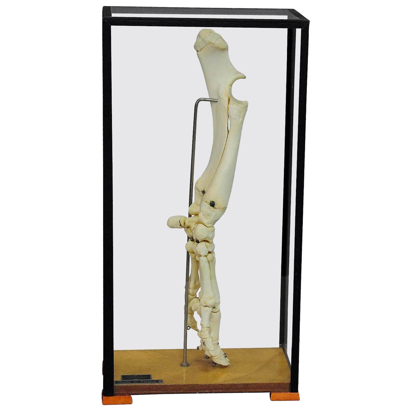 Rooster Skeleton Display at 1stDibs