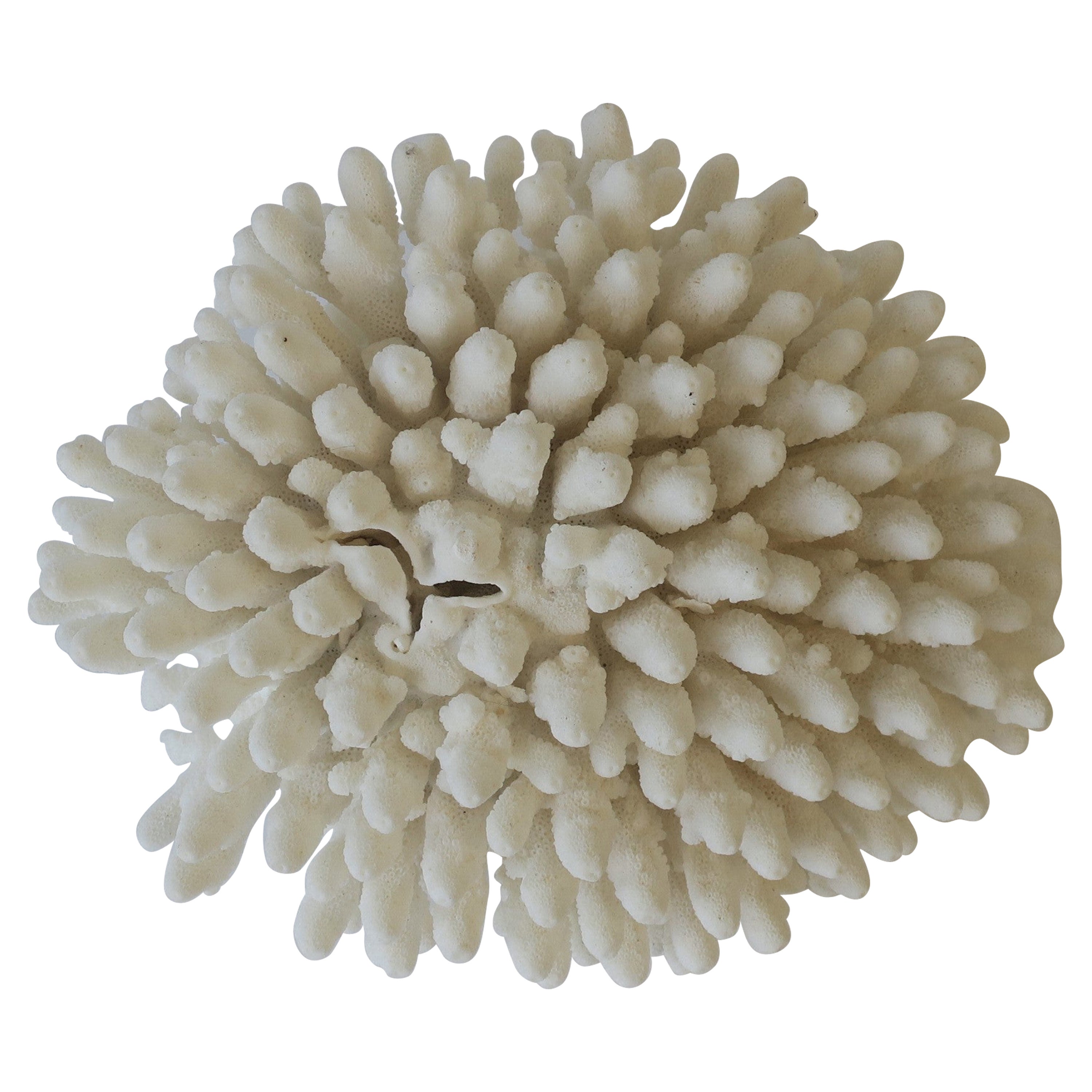 Rare Pink Coral Specimen on a Lucite Base at 1stDibs