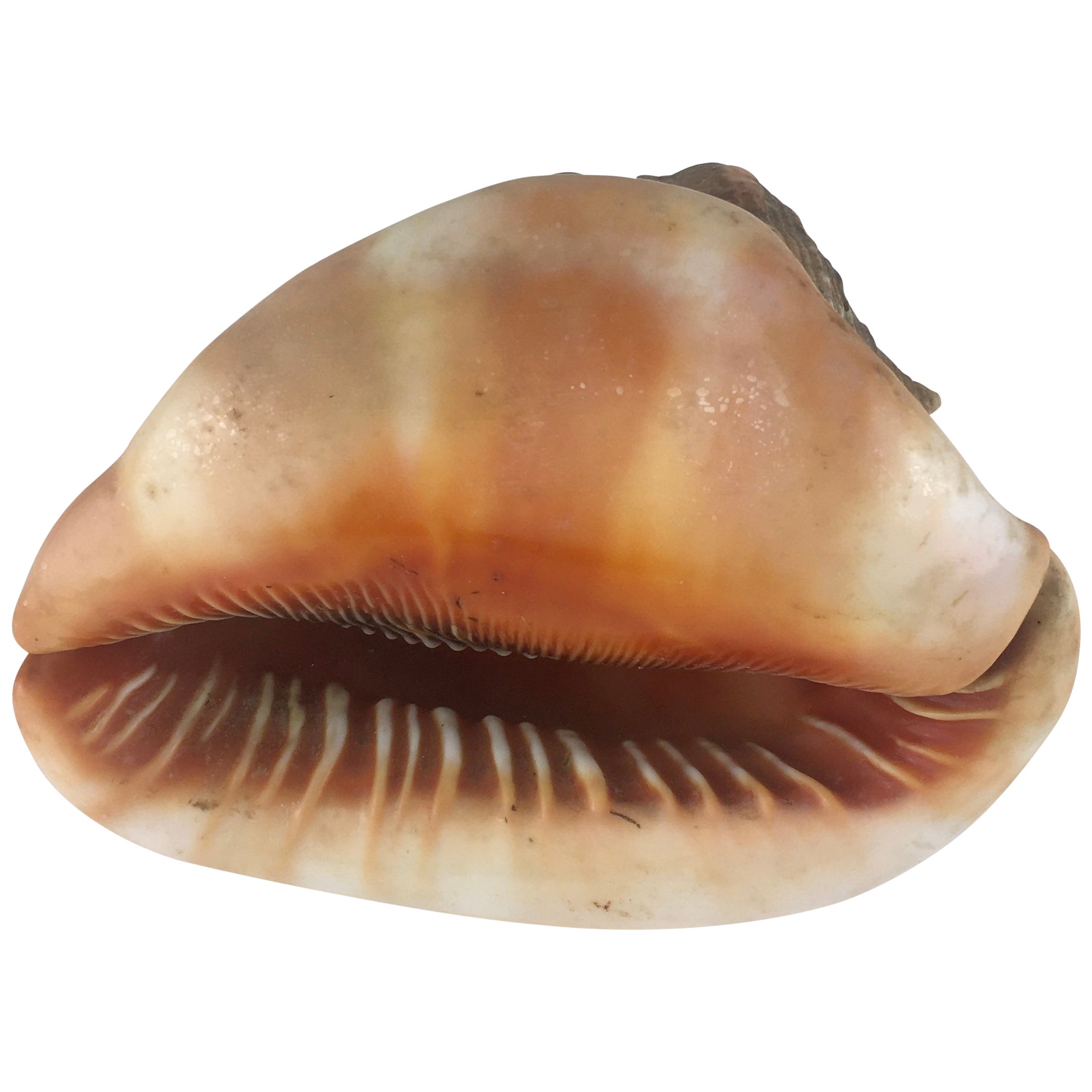 Old Large Conch or Queen Helmet Shell For Sale at 1stDibs