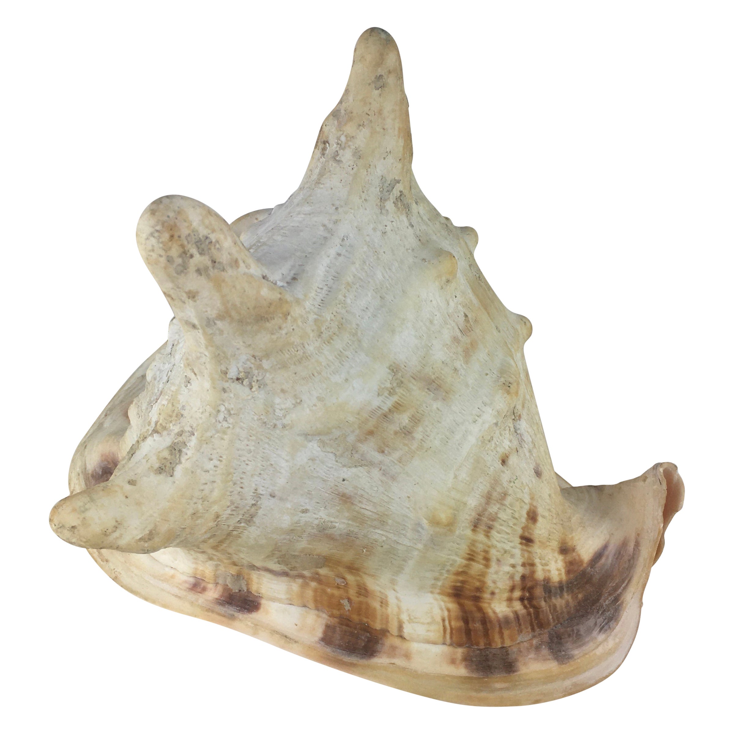 Old Large Conch or Queen Helmet Shell For Sale at 1stDibs