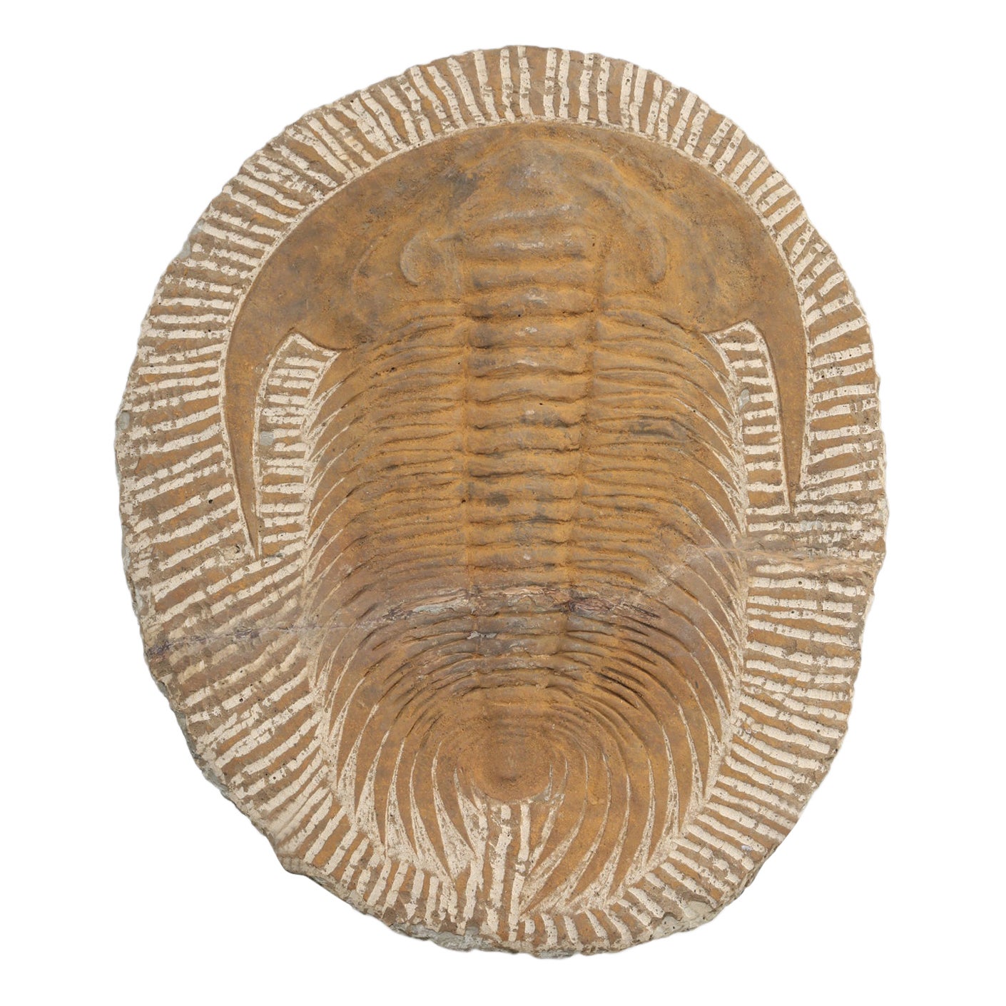 Cambropallas Trilobite Fossil from Morocco For Sale at 1stDibs