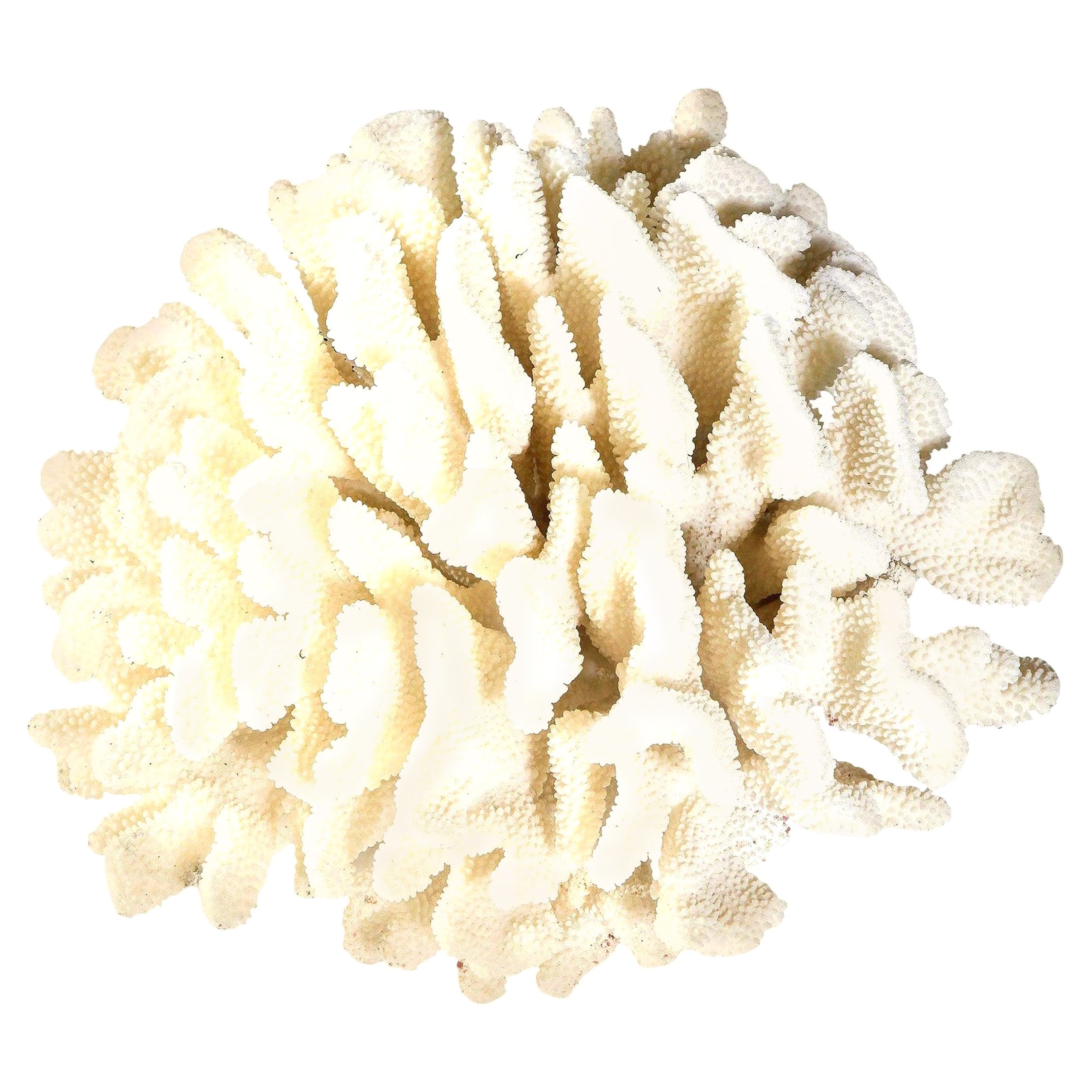 Large White Coral Sculpture at 1stDibs