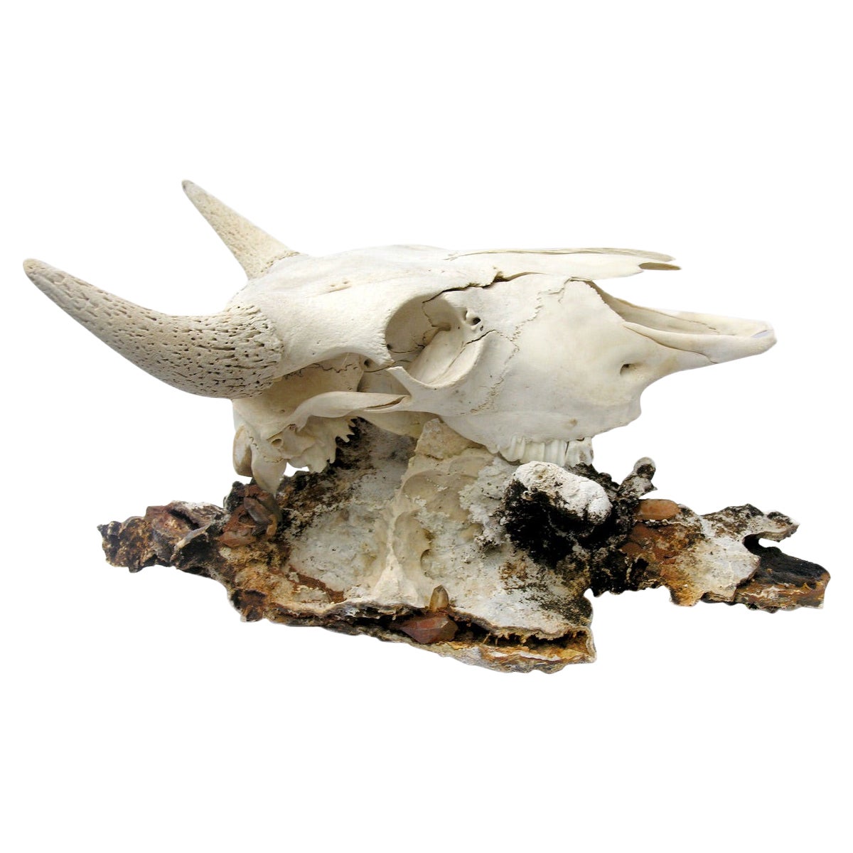 Large Megacerops Fossil Skull at 1stDibs