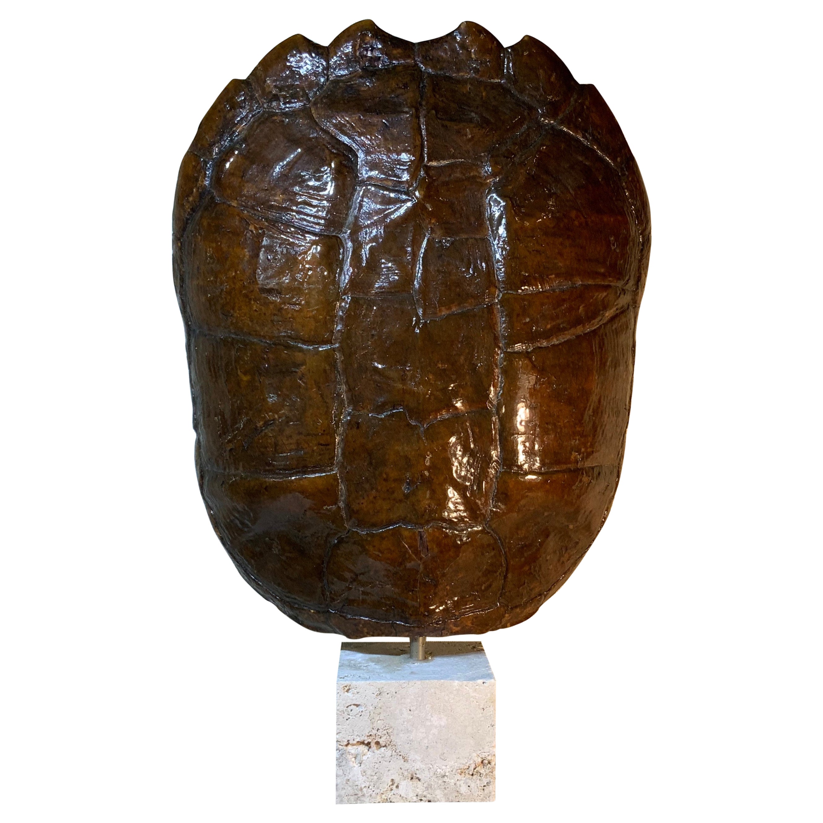 Antique Turtle or Tortoise Shell For Sale at 1stDibs