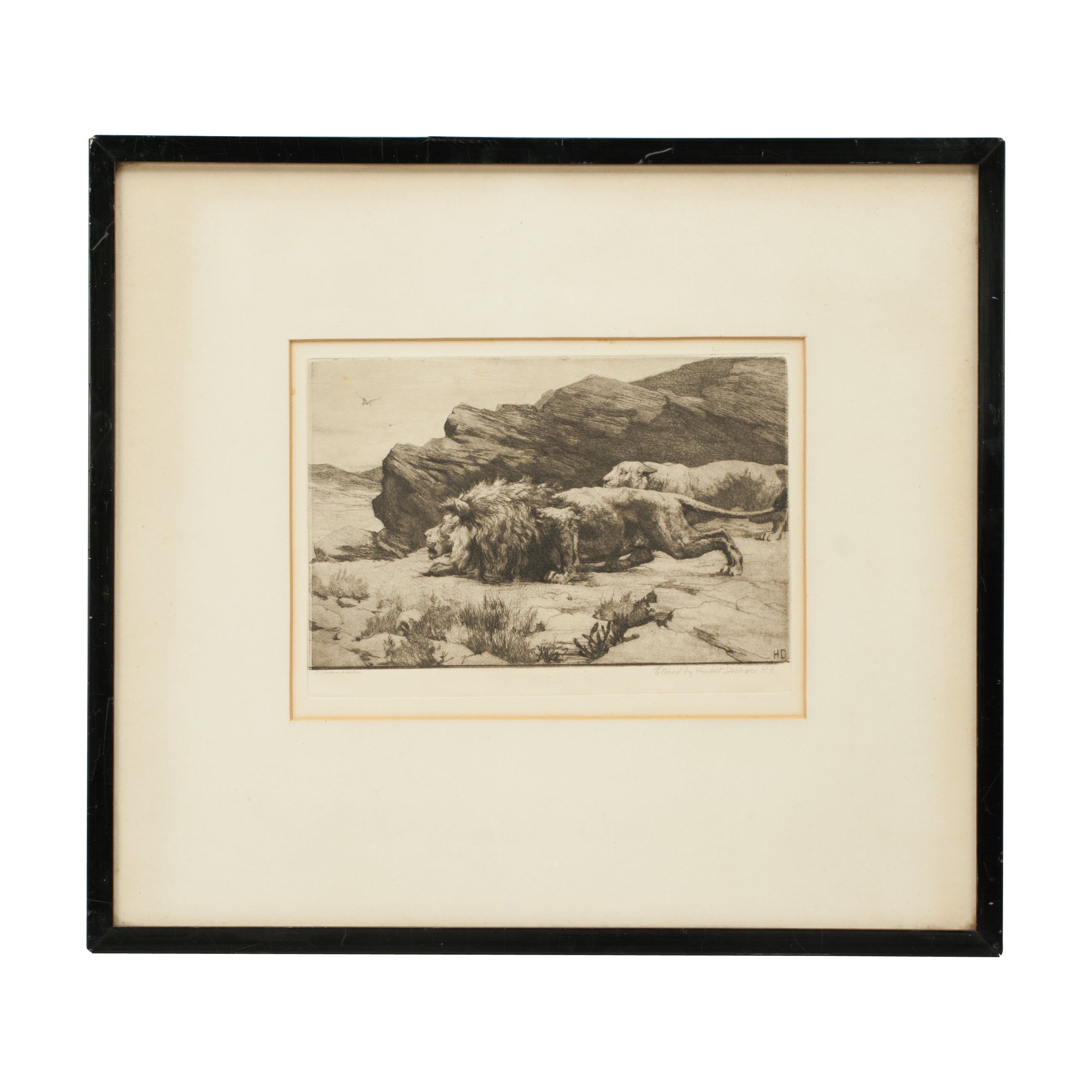 Antique Lion Etching, 'The King' by Herbert Dicksee, African Wildlife ...